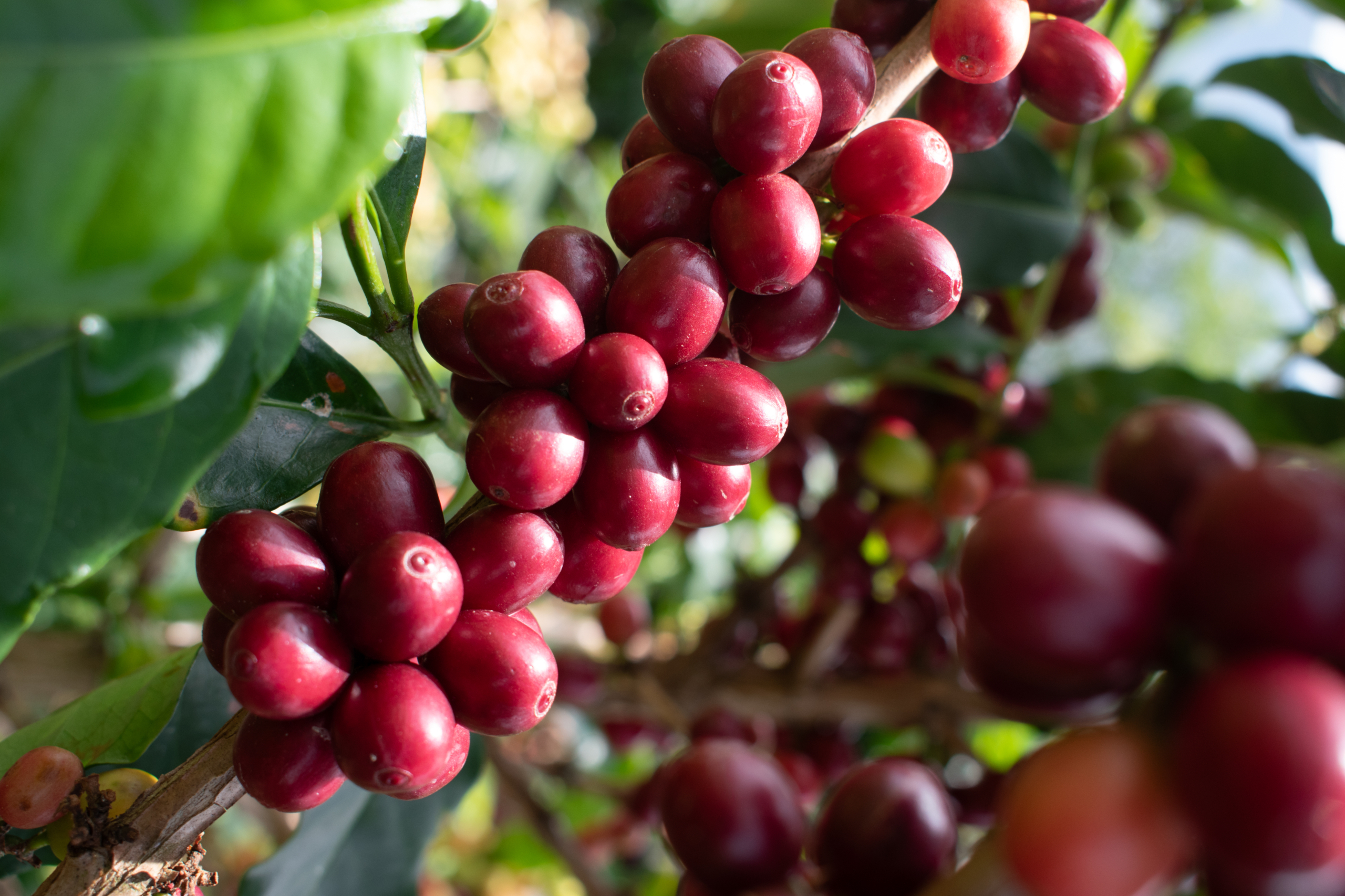 Colombia – Sierra Nevada – InterAmerican Coffee Europe