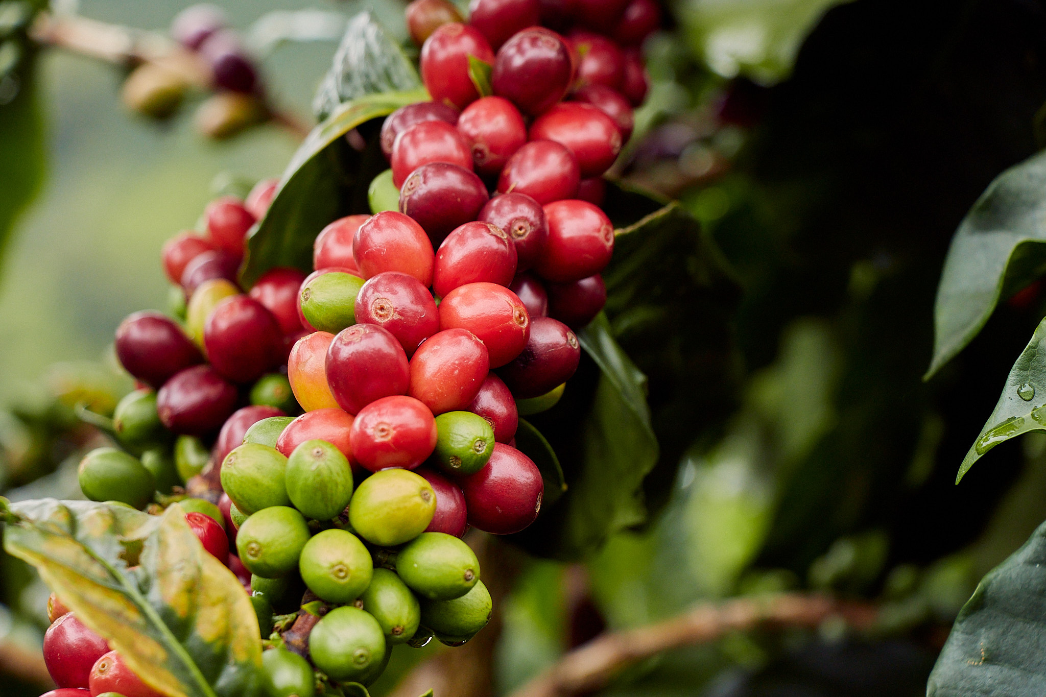 Colombia – San Adolfo – Pink Bourbon – InterAmerican Coffee Europe