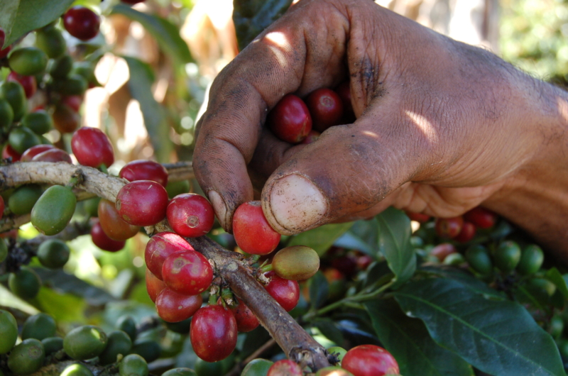 Hamburg – InterAmerican Coffee Europe