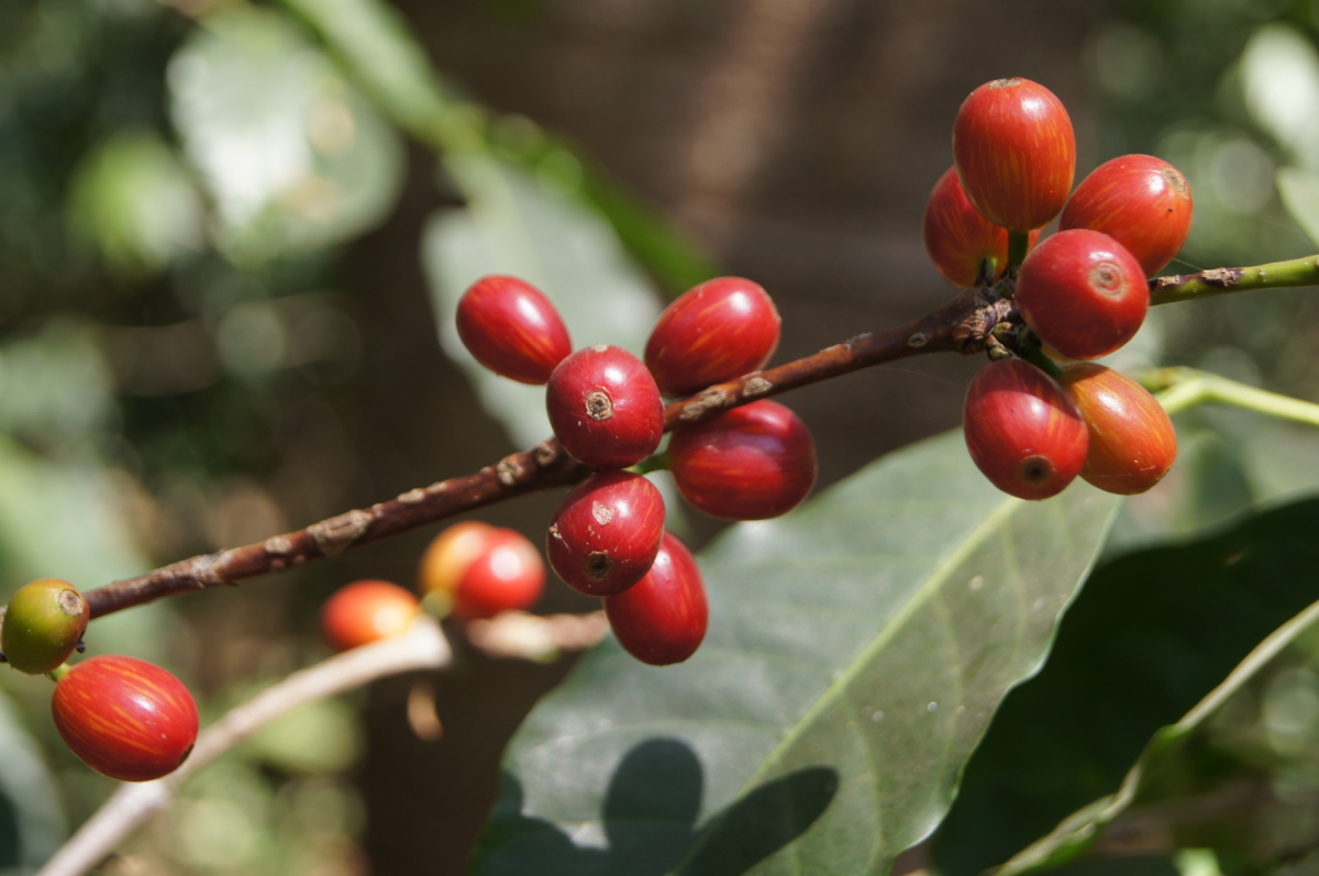 London – InterAmerican Coffee Europe